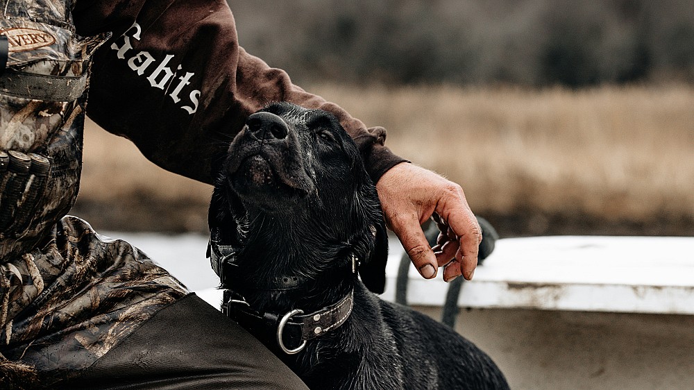 Choisir le bon chien de pied pour la chasse au sanglier