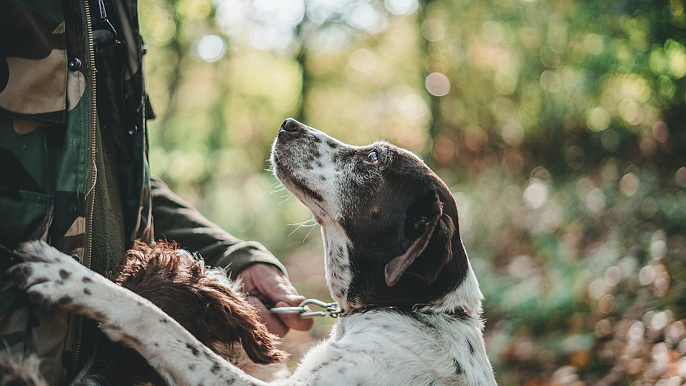 Le teckel standard : un compagnon de chasse unique
