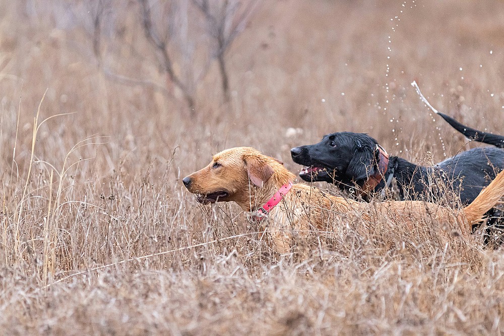 Adoptez un chiot cocker anglais : un compagnon de chasse idéal