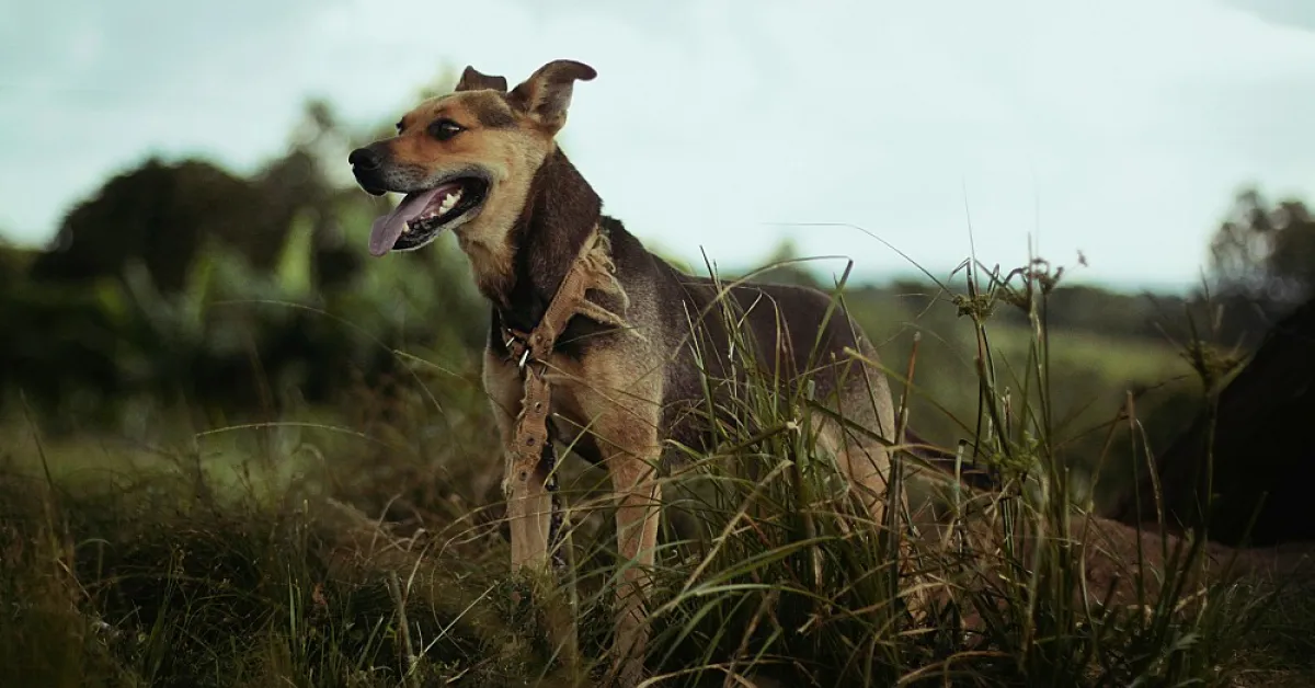 Tout savoir sur les chiens tele z : conseils et astuces pour bien choisir